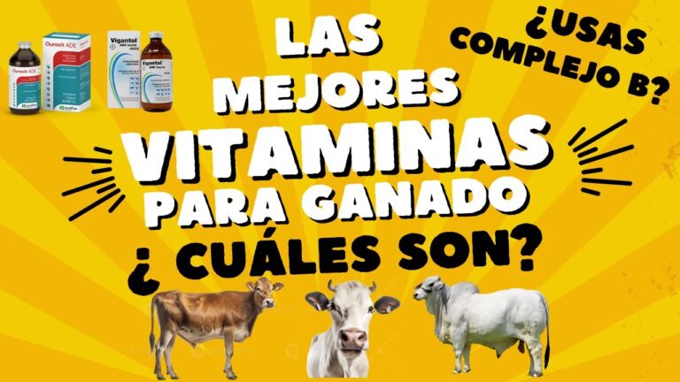 Beneficios de las Vitaminas para Ganado: Optimizando la Salud y ...