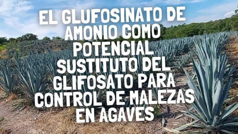 Todo lo que debes saber sobre el glufosinato de amonio | Actualizado ...