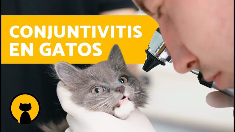 Todo sobre la conjuntivitis en gatos | Actualizado octubre 2025