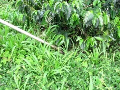 Precio competitivo de mata maleza | Actualizado enero 2026