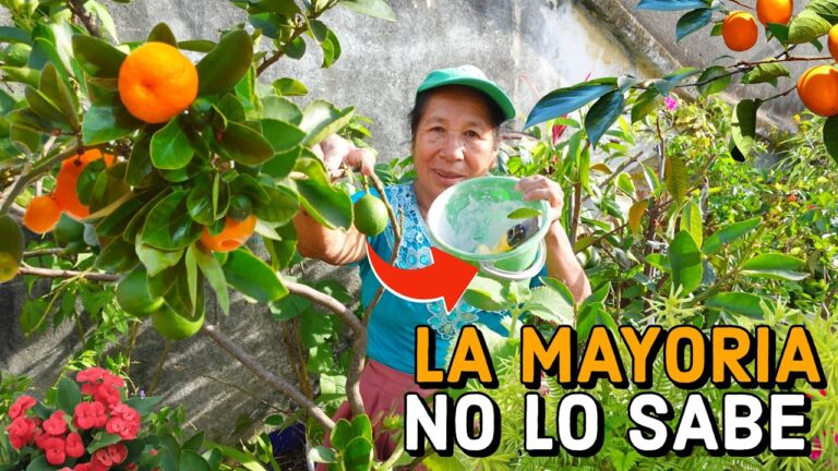 Beneficios de la cal: usos y aplicaciones | Actualizado enero 2026