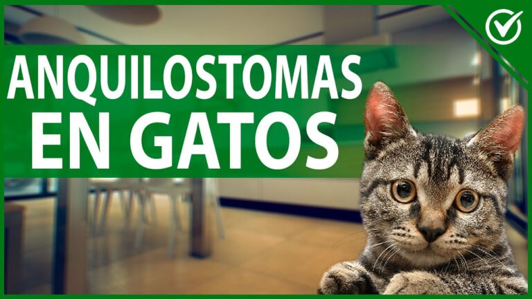 Análisis de Ancylostoma en Gatos: Síntomas y Tratamiento | Actualizado ...